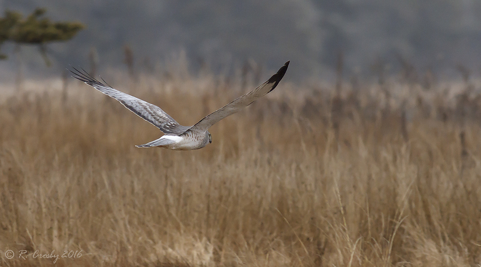 South Shore Birder: Adult Male Northern Harrier