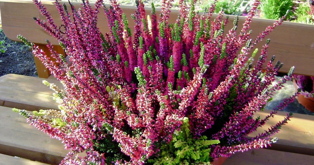 Robert Stankiewicz-Nemetti