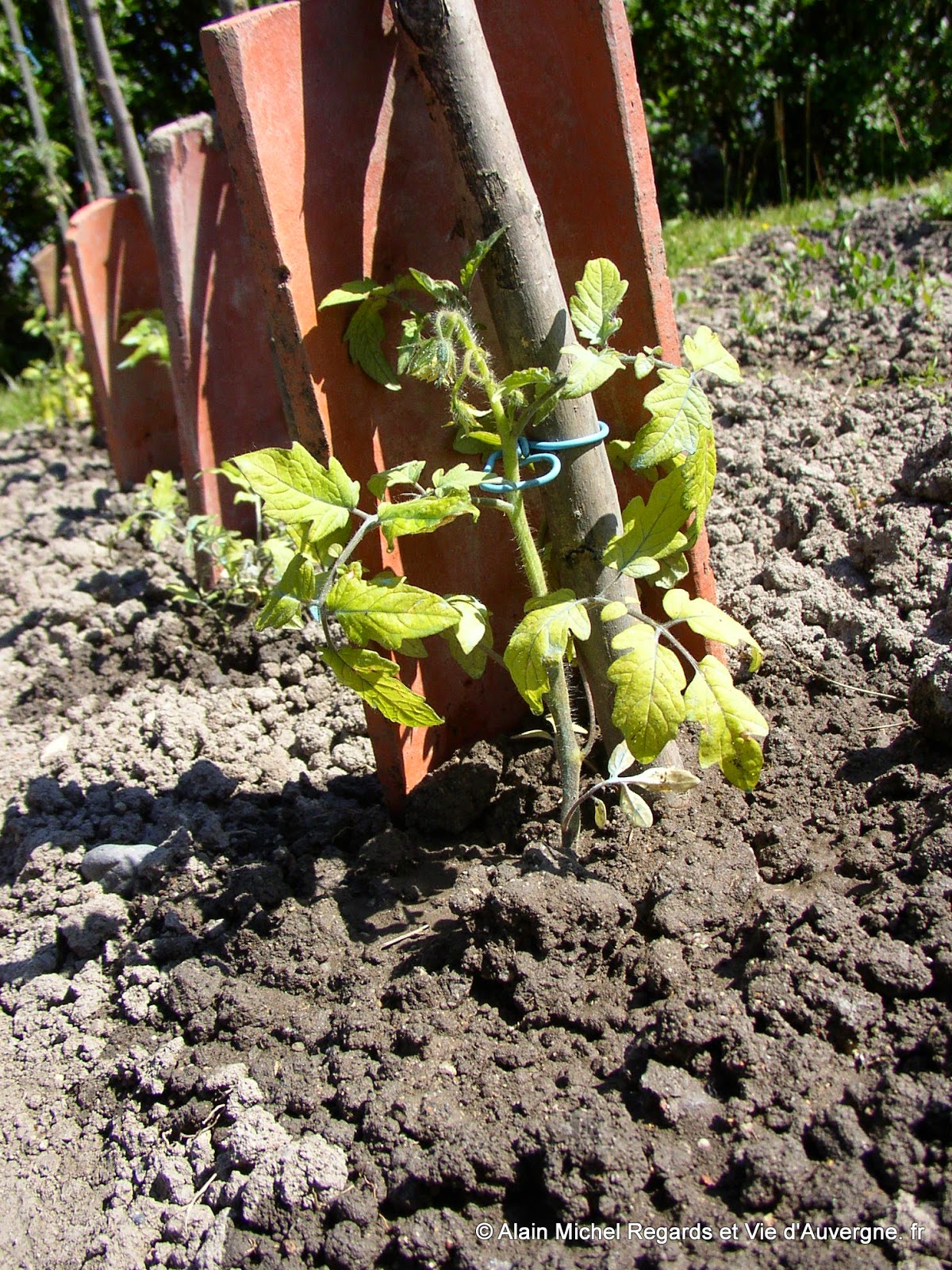 Plantation des tomates au jardin.Regards et Vie d'Auvergne