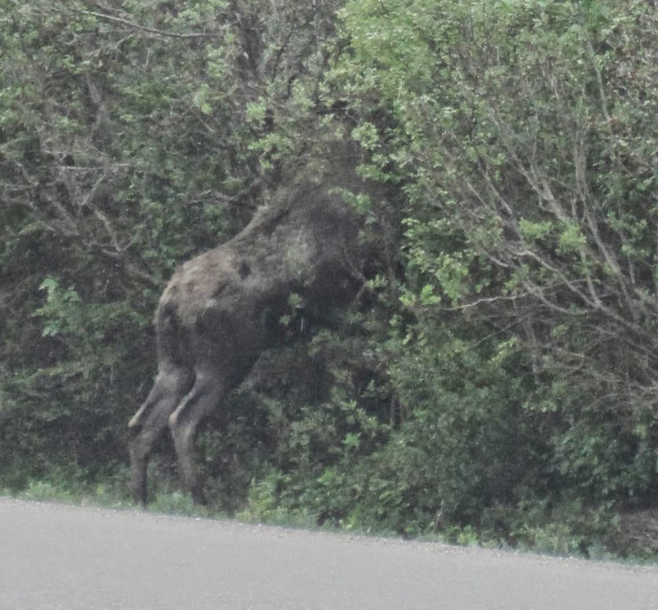 The Henry's Alaskan Adventure: Moose Highway