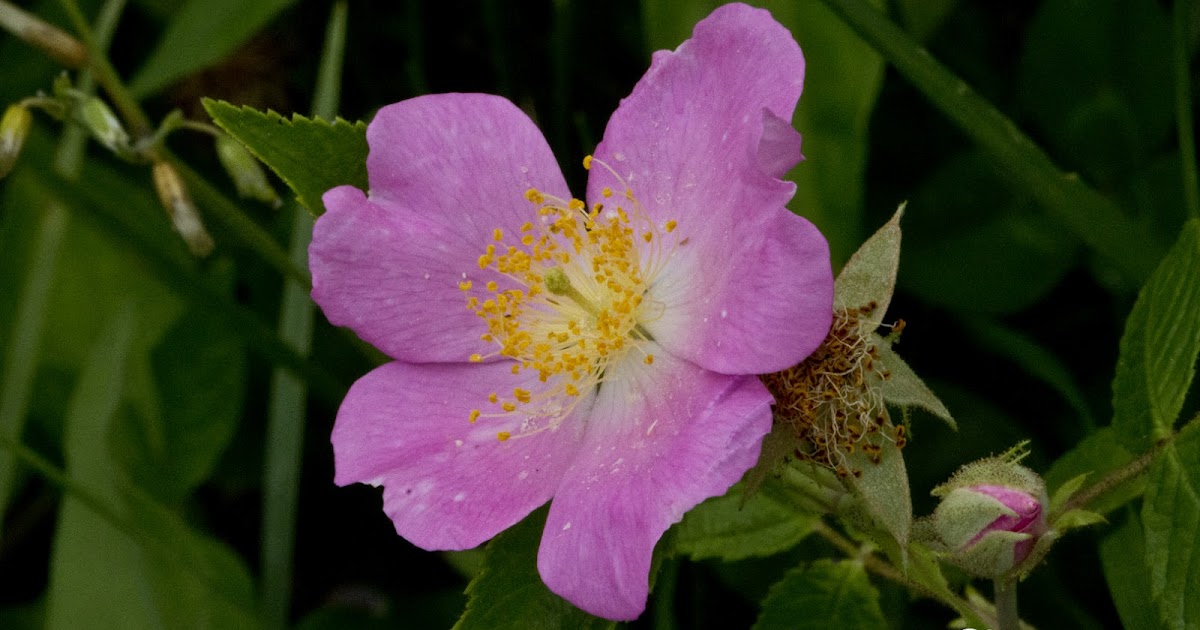 "What's Blooming Now" : Carolina Rose, Pasture Rose (Rosa carolina L.)