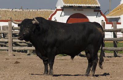 ESPAI TAURÍ: Penya Taurina El Piló. Almassera
