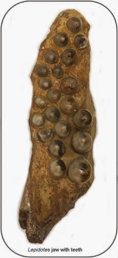 The Witch, The Weird, and The Wonderful: Neither Toad Nor Stone - The ...