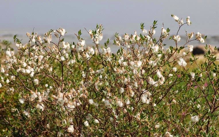 Trees Planet: Salix alaxensis - Alaska willow - Feltleaf Willow