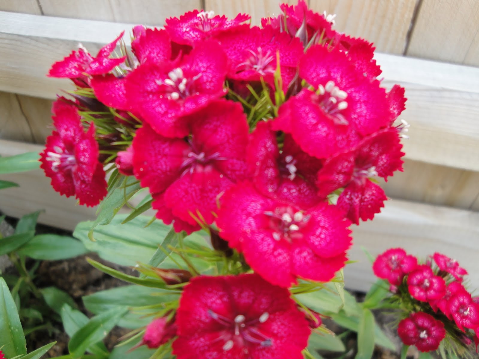 Obstacles and Glories: Dianthus