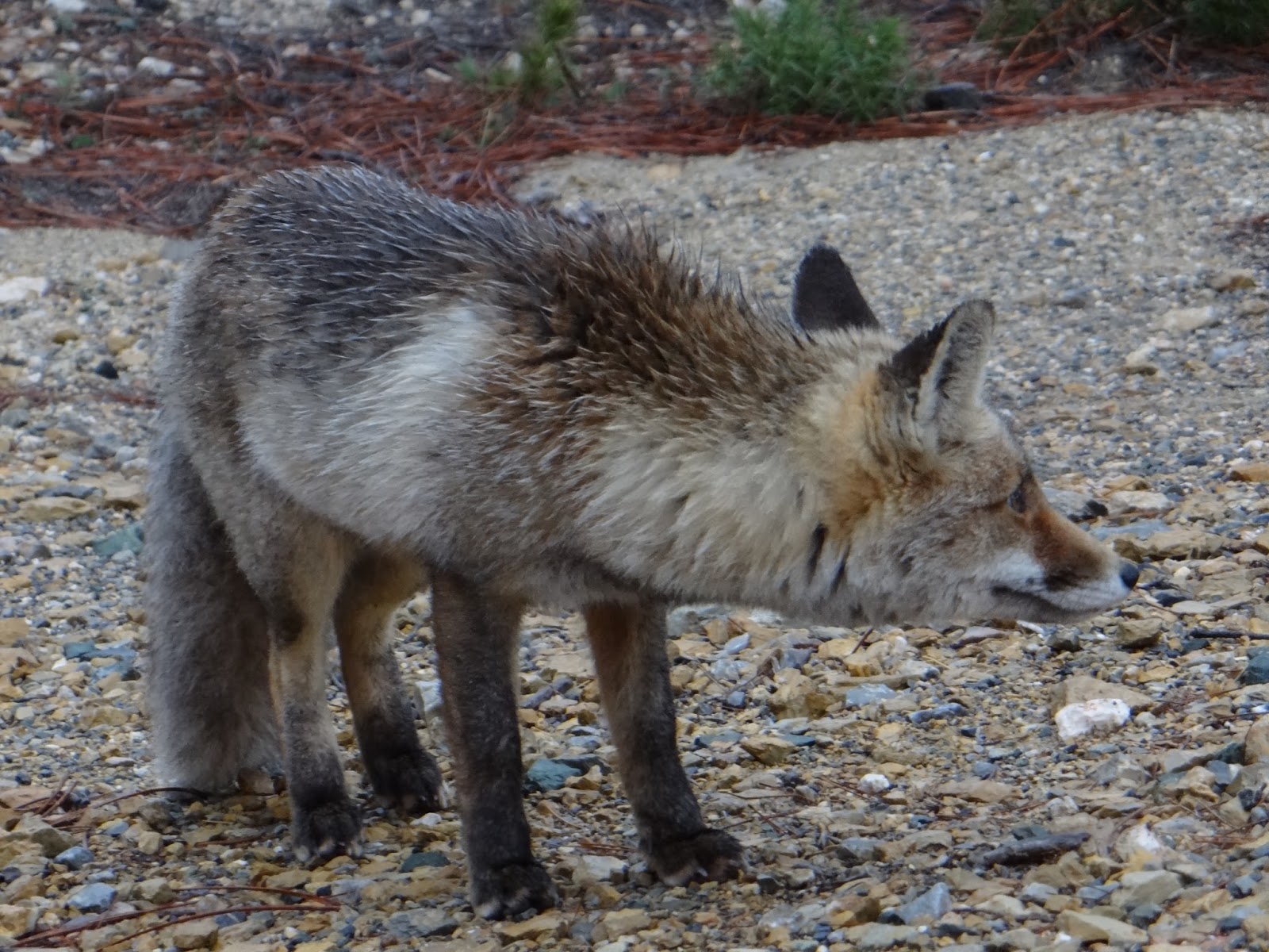 EL RINCÓN DEL VIEJO FORESTAL: ZORRO COMÚN (Vulpes vulpes iberico)