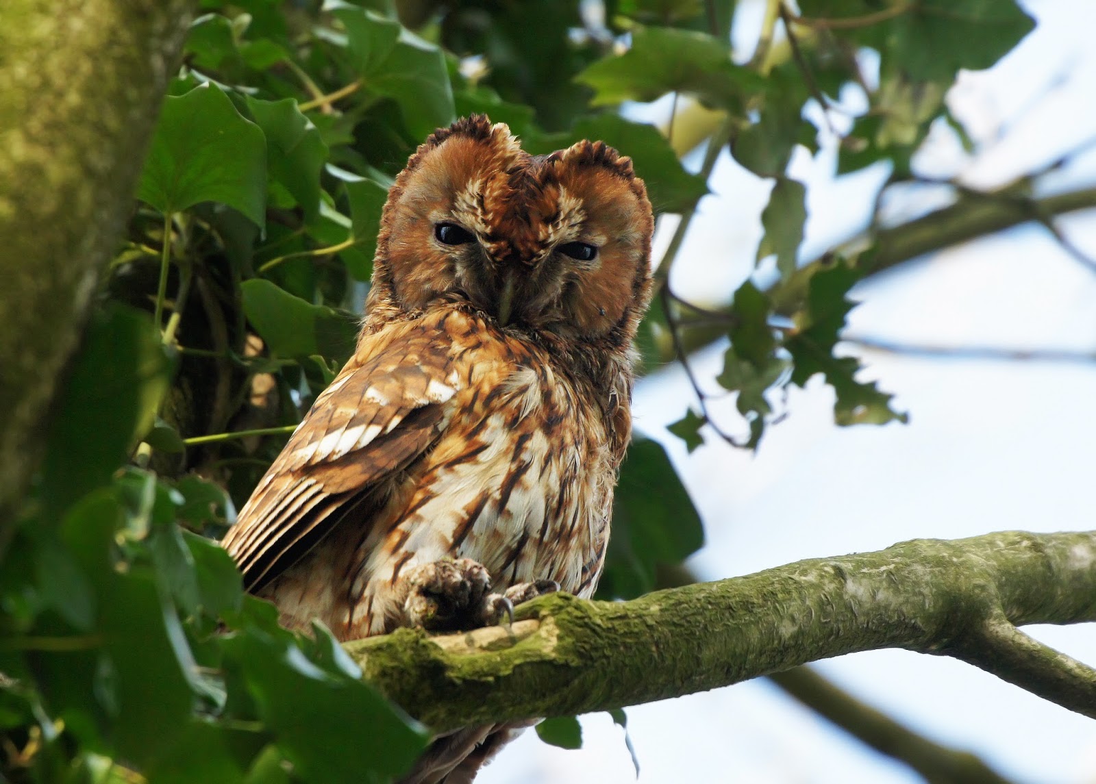 De wereld door mijn lenzen: Ransuilen, Kerkuilen, Velduilen en Bosuilen