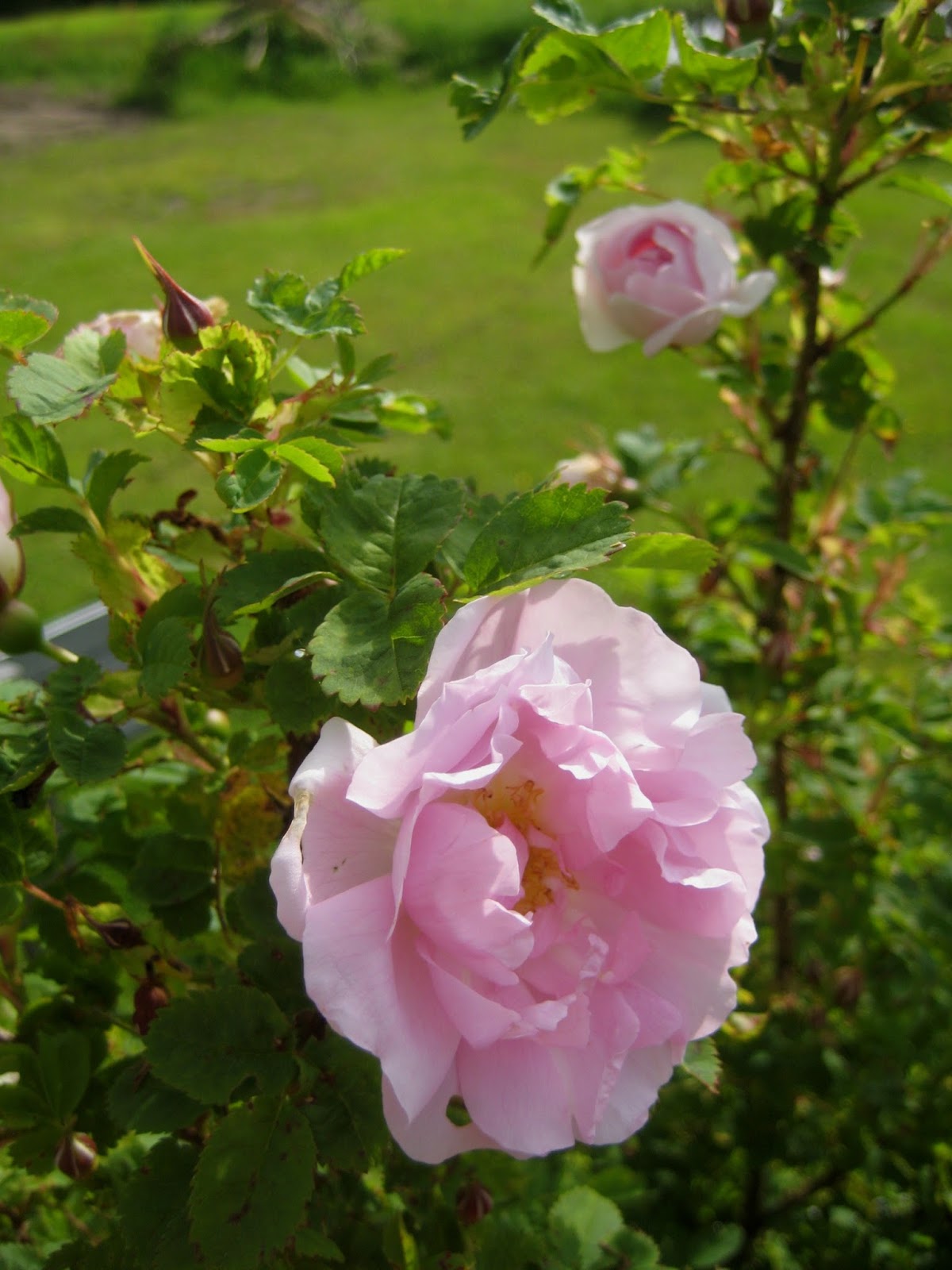 Metsätontun Ruusutarha: Ruusukuvia