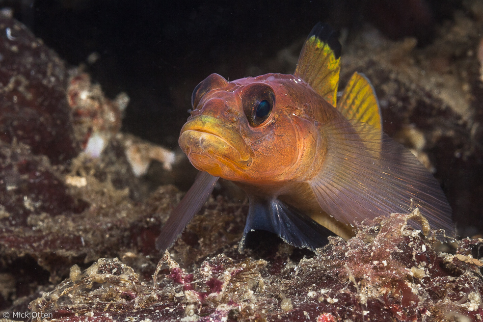 Mick's marine biology: Fish of Vancouver Island - some under threat of ...