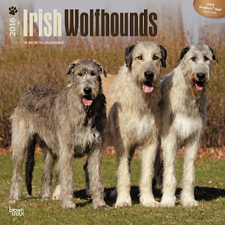 Sporthorsephotography.net