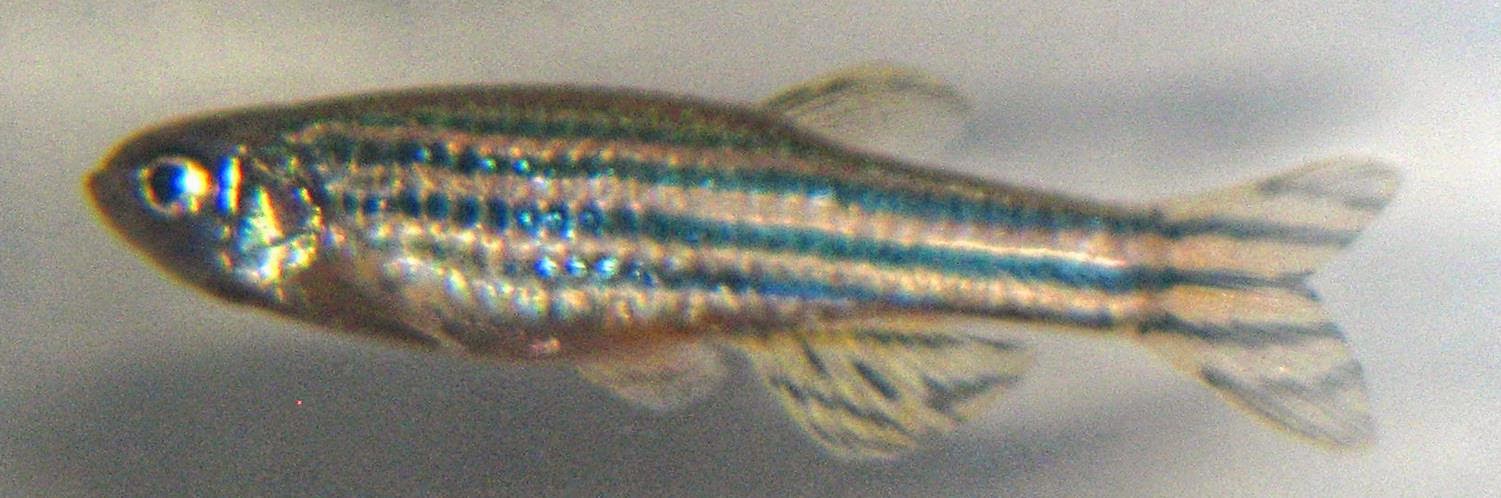All About Freshwater Fish: All about zebrafish