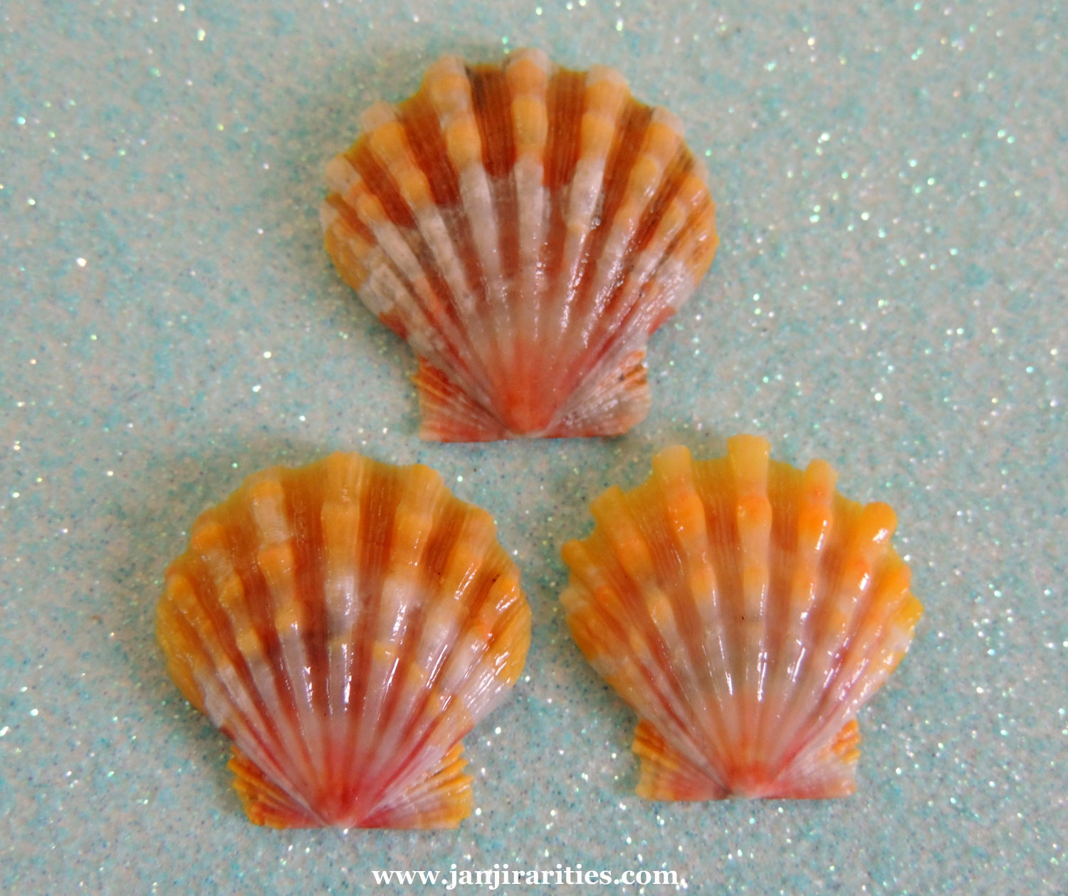 Kahelelani & Sunrise shell jewelry by.... Janjira: Sunrise shells