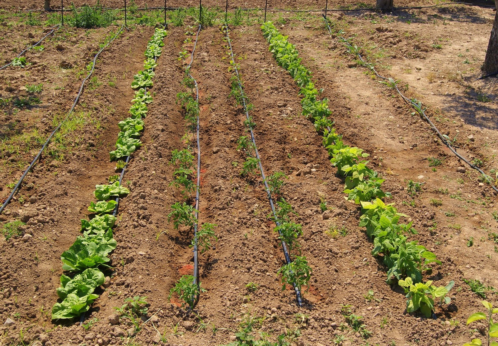 Mas dels Còdols: Treballant a l'hort