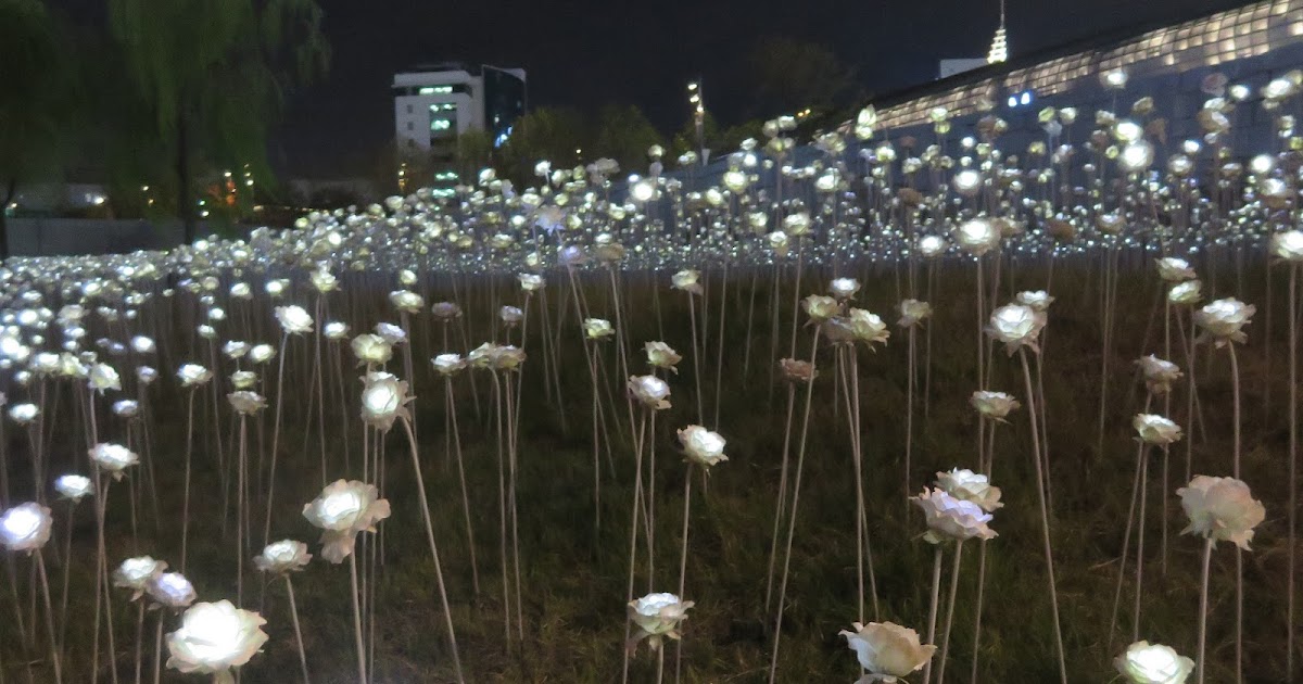 Day 3: LED Roses at DDP - Seoul, South Korea - chichicho~