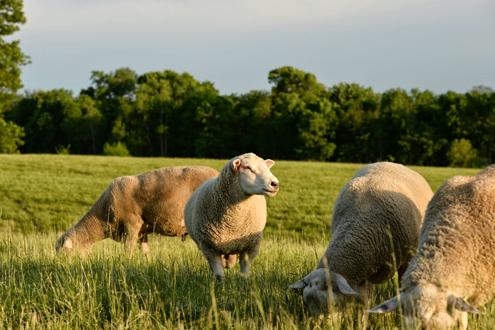 Punkin's Patch: Ram Camp