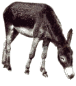 Animation Bundle: Animated Donkeys and Donkey Gifs 10 Images