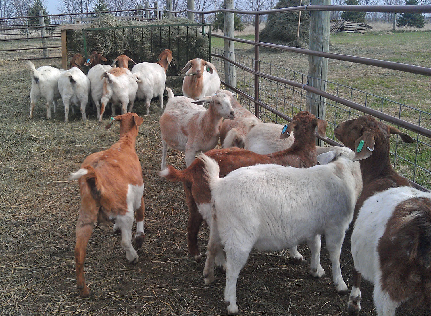 Commercial Goat Farming Roysfarm