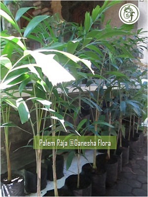 Ganesha Flora | Jual Aneka Tanaman Hias Daun, Bunga, Buah, Pohon ...