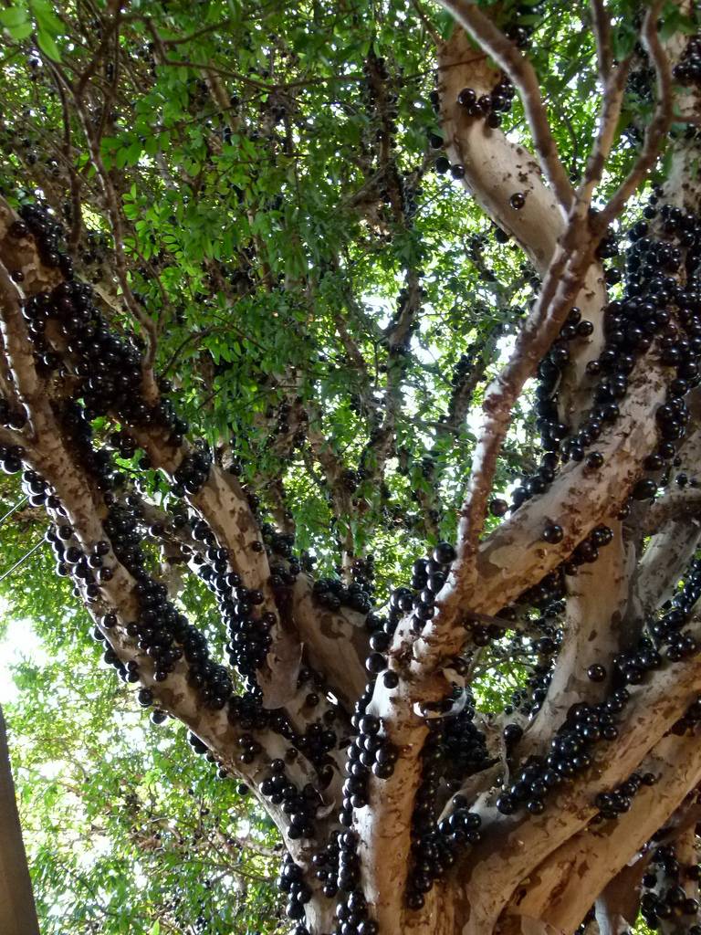 Arrest Info: The Amazing Brazilian Grape Tree ( Jabuticaba )