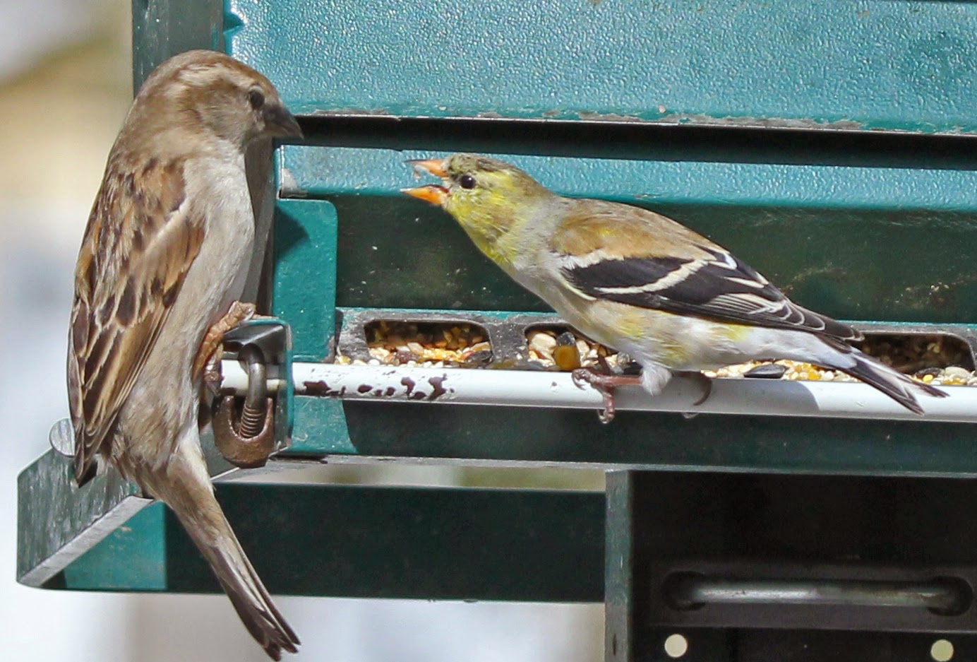 Sherrill's Birding Blog