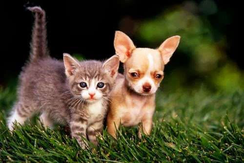 Puppies Dogs Cats Birds And Others Pets Photos: Top 10 Beautiful cats ...