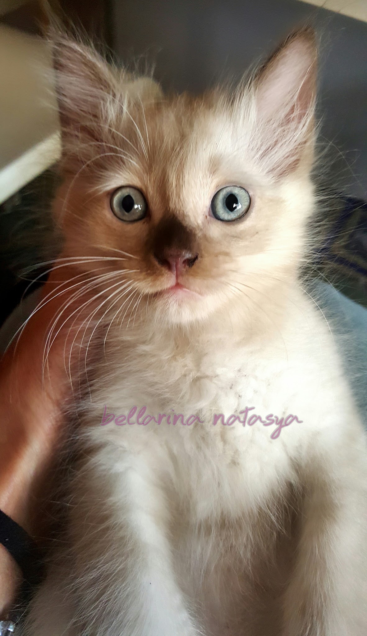 Tip Bagi Kucing Makan Ubat