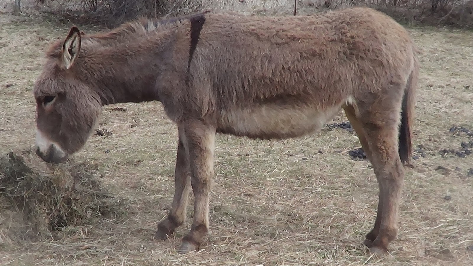 WATERFALL ROAD: DONKEY COLOR