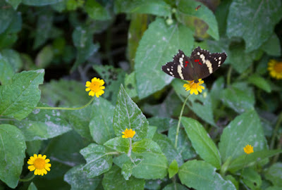 Rancho Santa Clara: Las Pozas in the time of the butterflies