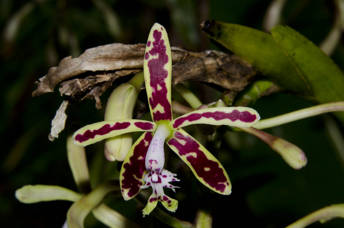 The Wayward Hawaiian: Epidendrum raniferum 'Arnie'