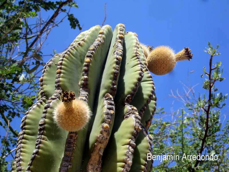 El Bable: El fruto de los cardones.