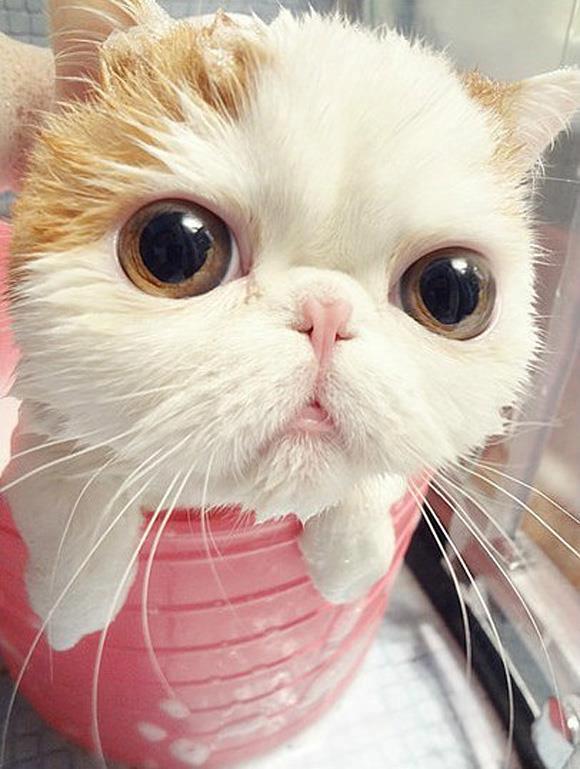 Galeria de imagenes: Foto de un gato con los ojos grandes
