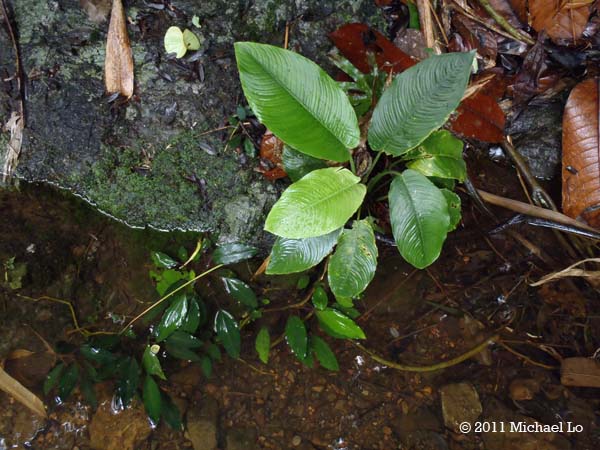 The rainforests of Borneo & Southeast Asia: Underwater shots of ...