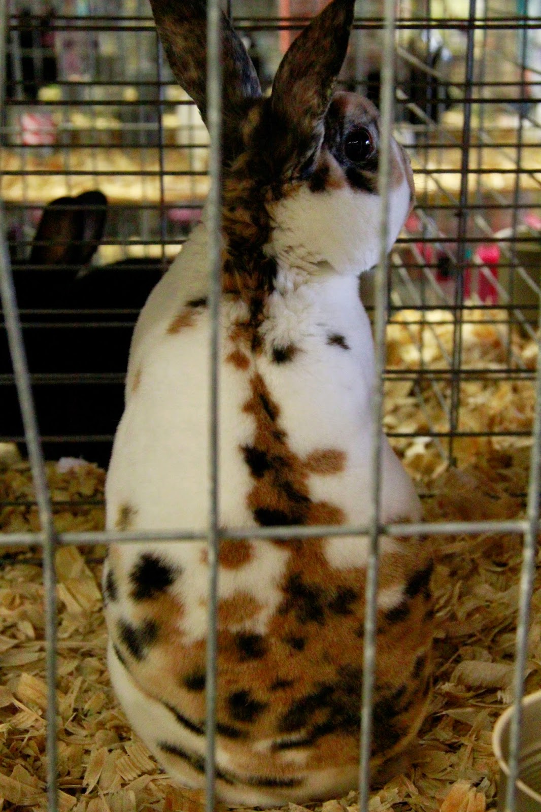 British Mini Rex at ARBA: BMRC - Texas - October/November 2014