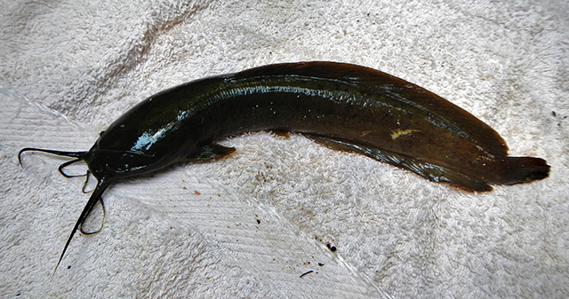 Clarias brachysoma - Walking catfish - Magura | FRESHWATER FISHES OF ...