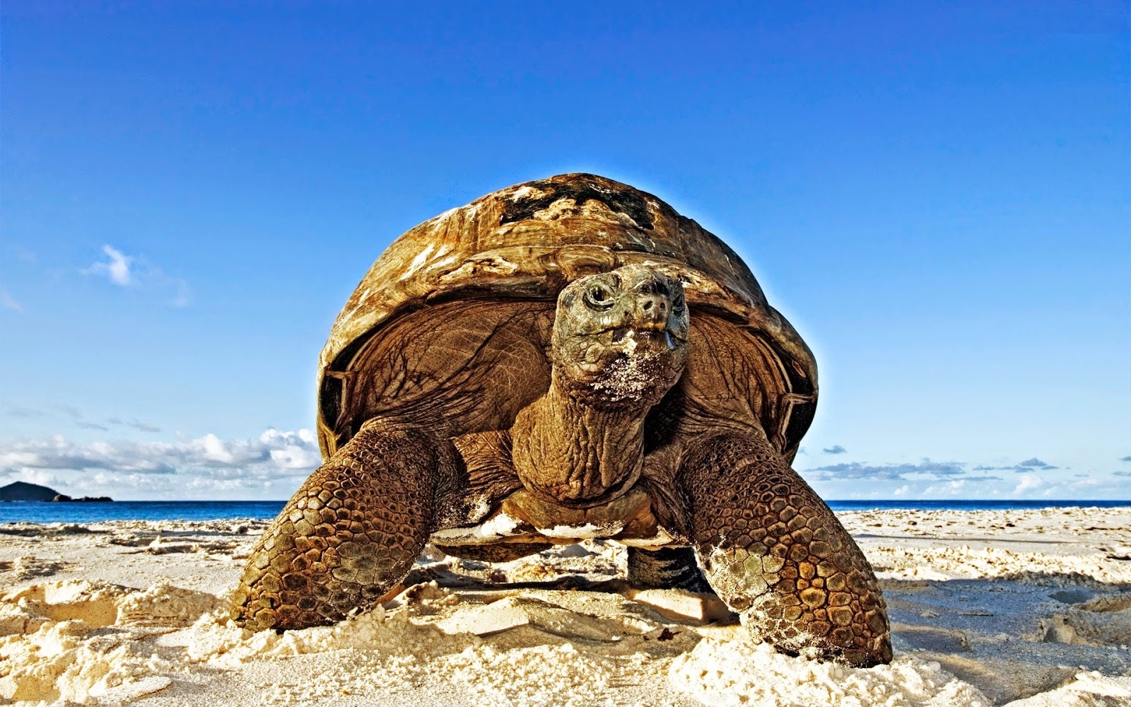 Sea Turtle - HD Wallpapers | Earth Blog