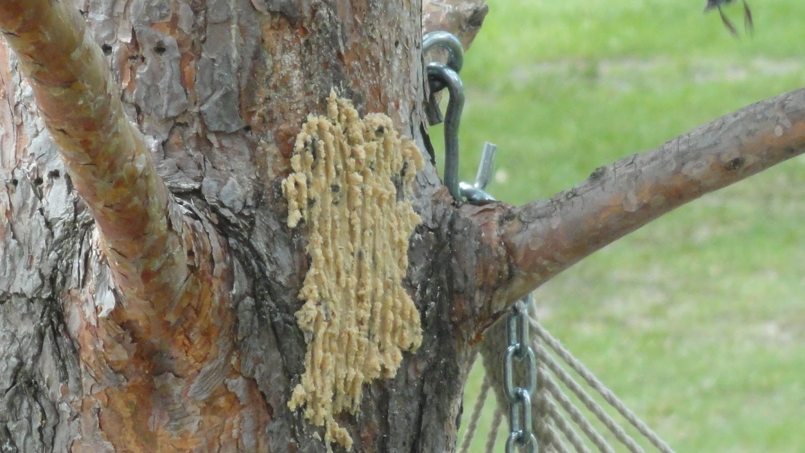 Birds in Your Backyard: Recipes