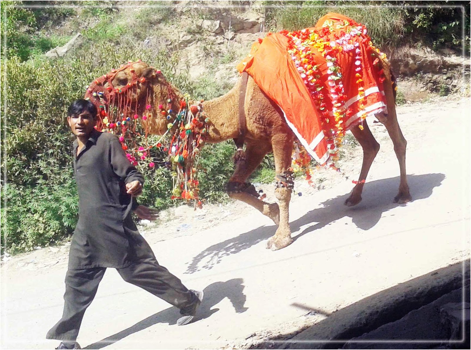 Panjera Aazd Kashmir « Kashmir Paradise