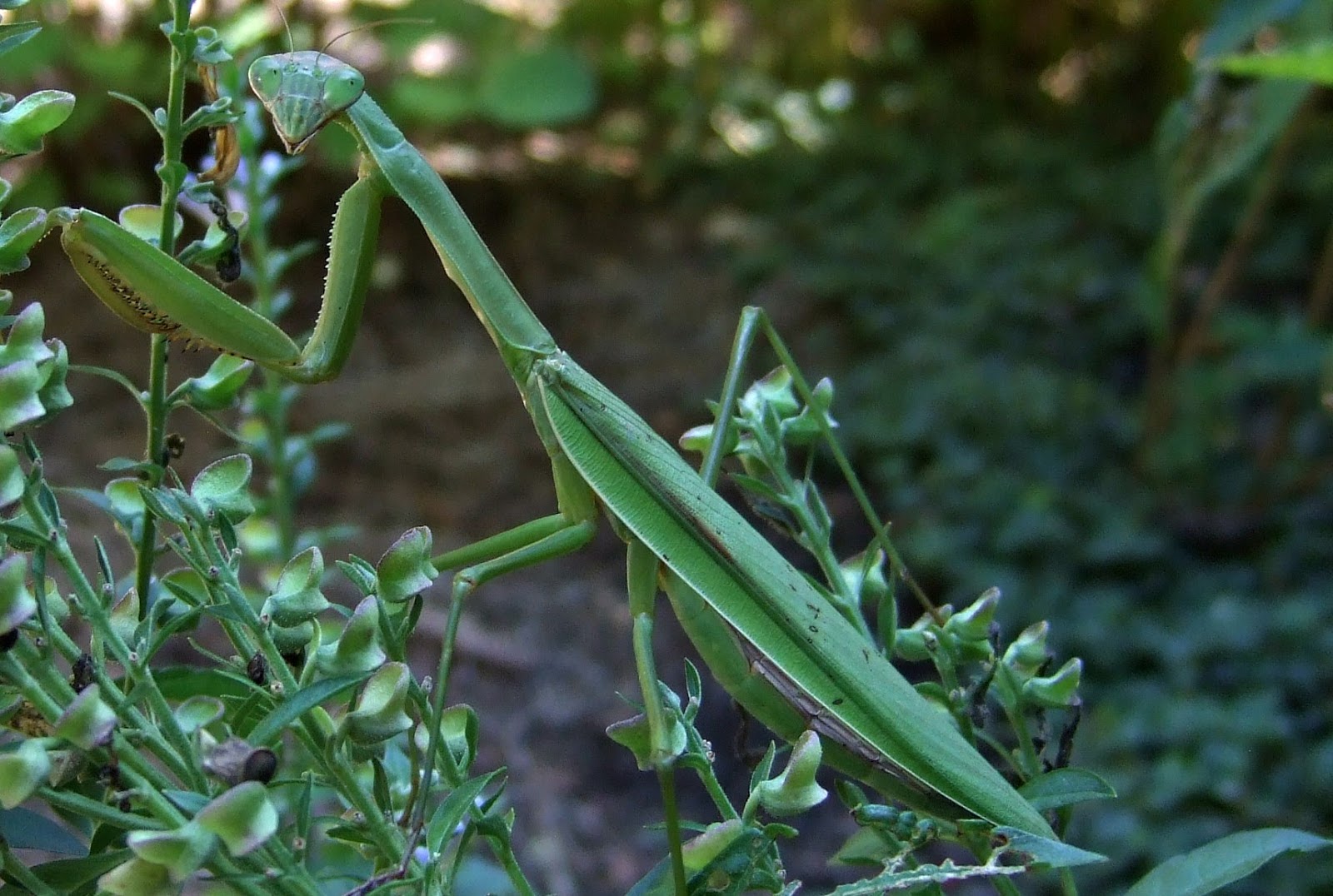 Using Georgia Native Plants: Praying for the Real Thing