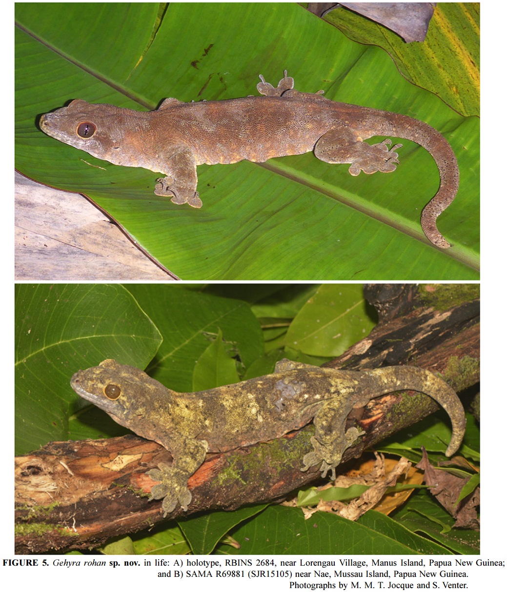 Species New to Science: [Herpetology • 2016] Gehyra rohan • A New ...