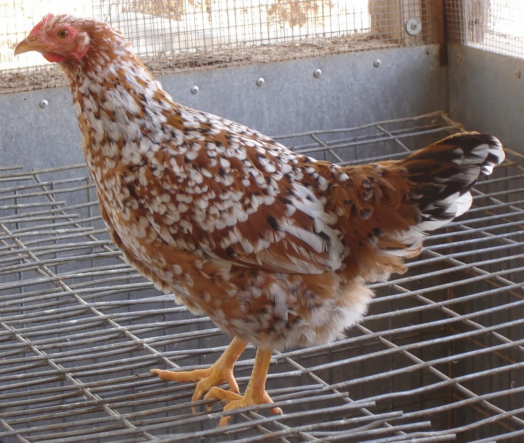 Aloha Chickens: Stephen's 2013 Alohas