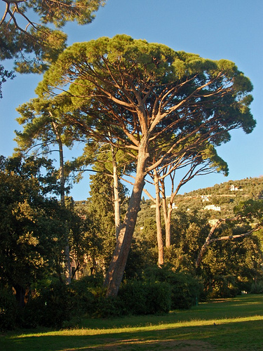 Behind the French Menu: Pignons de Pin - Pine Nuts from Pine Cones ...