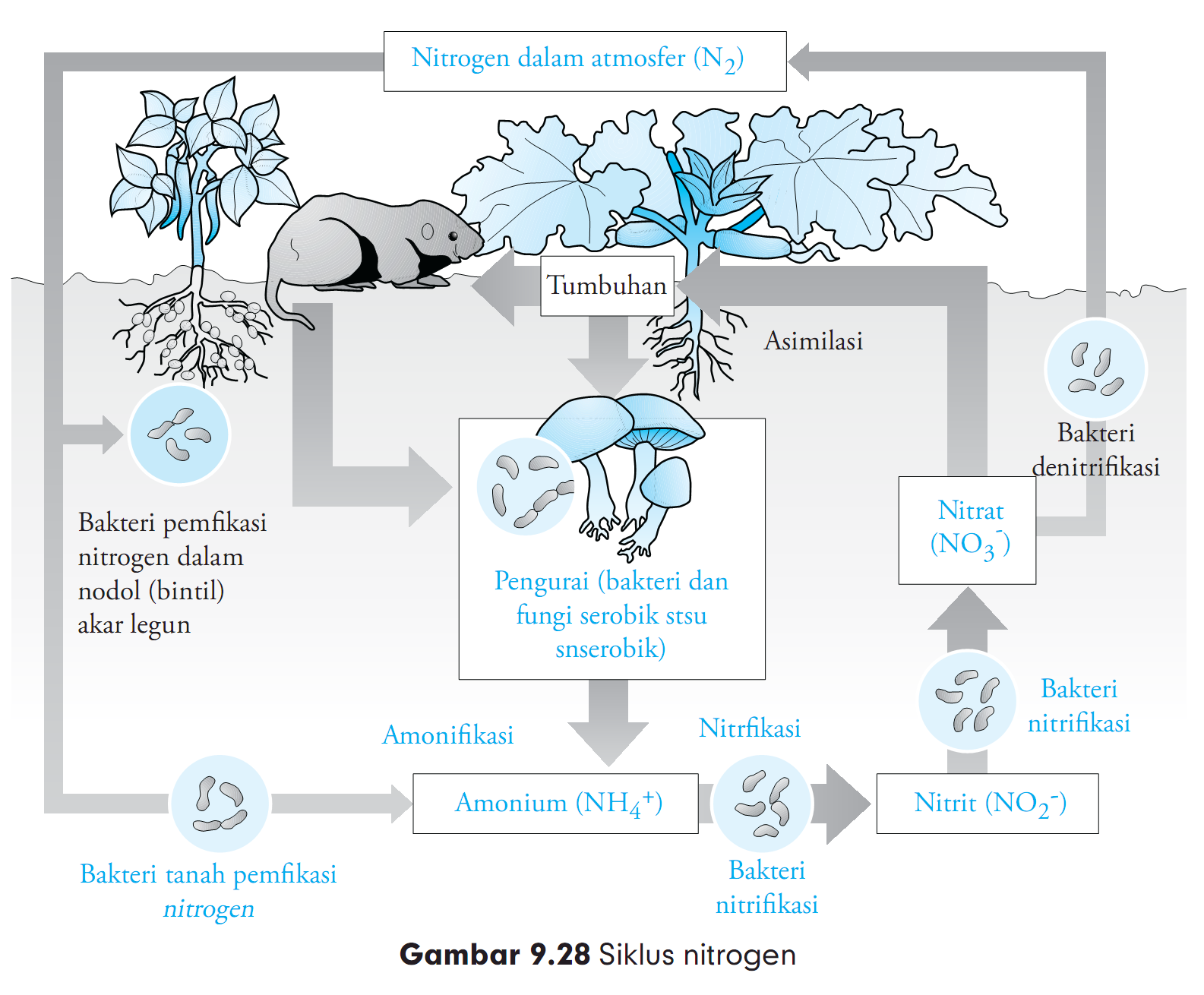 Daur Nitrogen | MATERI | SOAL BIOLOGI SMP SMA REMBANG