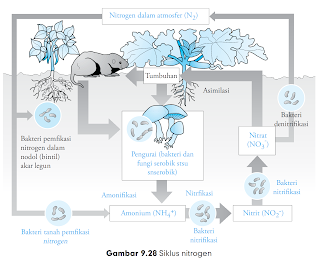 Daur Nitrogen | MATERI | SOAL BIOLOGI SMP SMA REMBANG