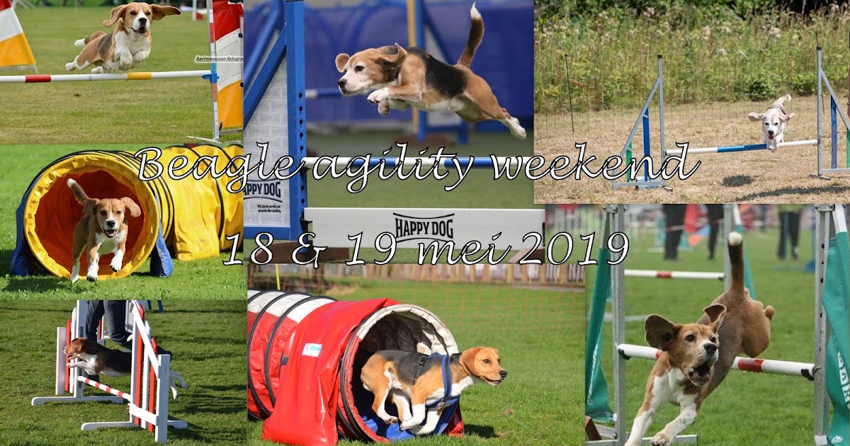 Beagle Agility Weekend