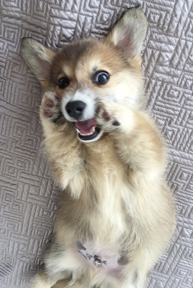 Welsh Corgi Pembroke Mis Corgi Allegiance: Welsh Corgi Pembroke ...