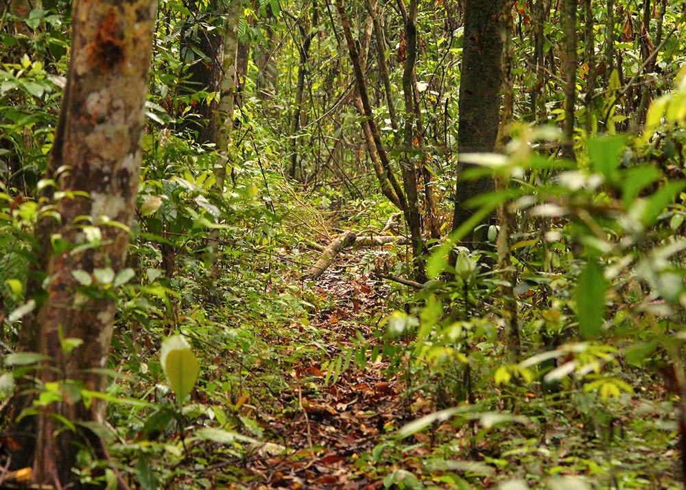 Jungle Track Way Kanan Resort: Surga Burung Daratan Rendah Sumatera ...
