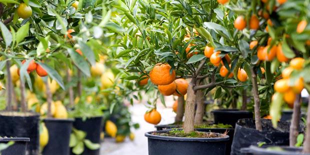 Pengertian dan Cara Membuat Tabulampot - Batik Honest