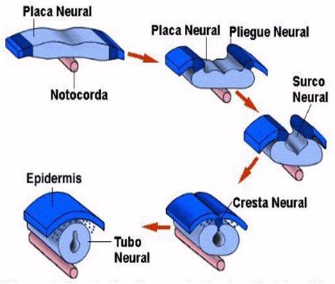 Neurociencias: Ontogénesis del Sistema Nervioso