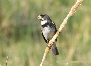 O MUNDO DOS PÁSSAROS: COLEIROS