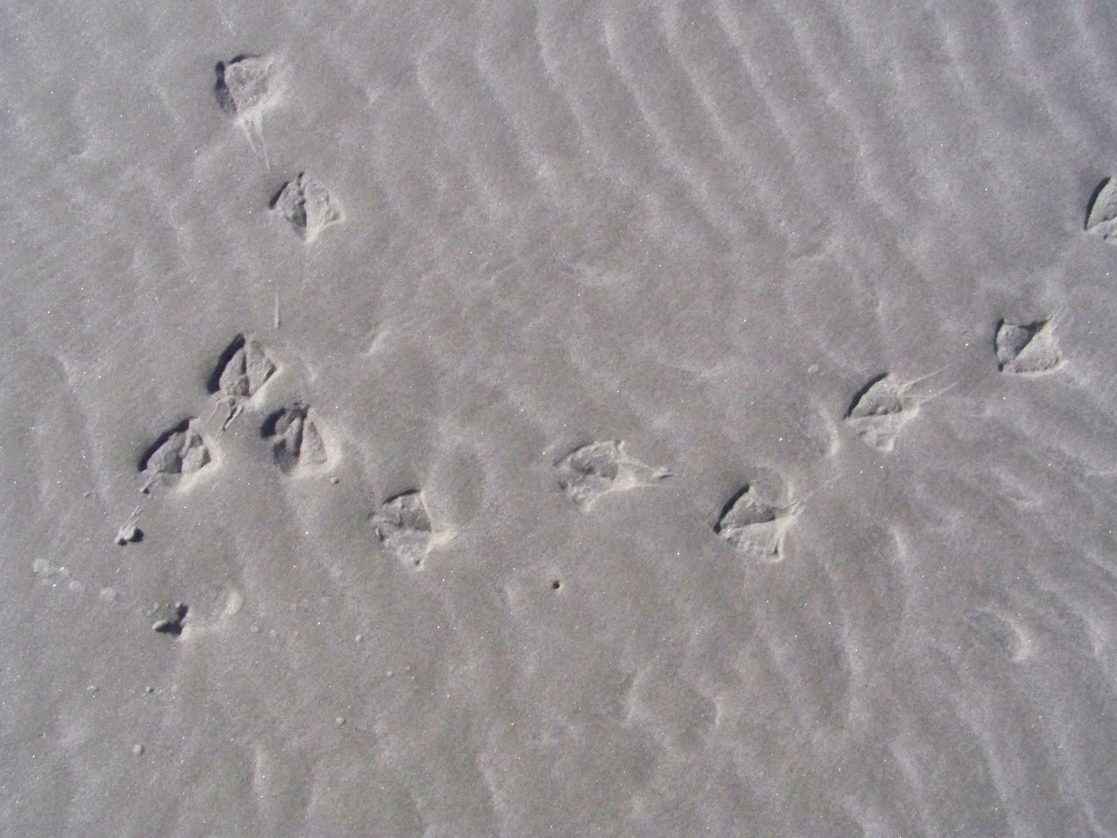 Little Owl Arts: Footprints